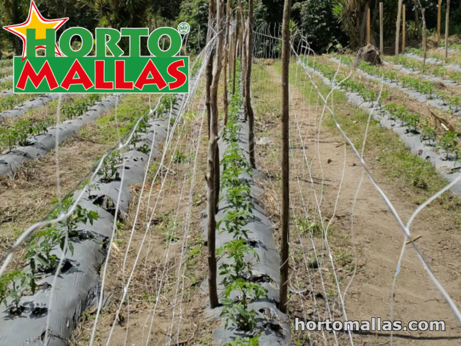 Tomato Staking Techniques Keep Plants off the Ground - Tomato Stakes